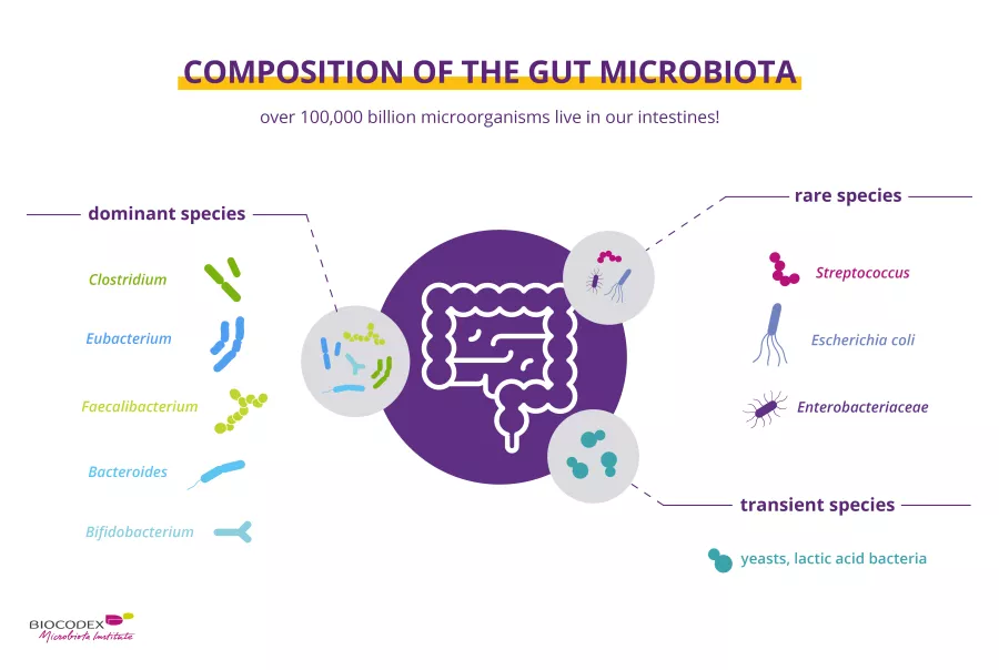 The gut microbiota | Content for the lay public | Microbiota institute